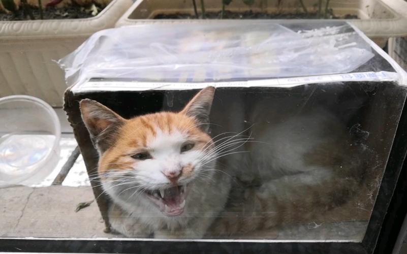 猫猫喵呜喵呜的叫是什么图标
