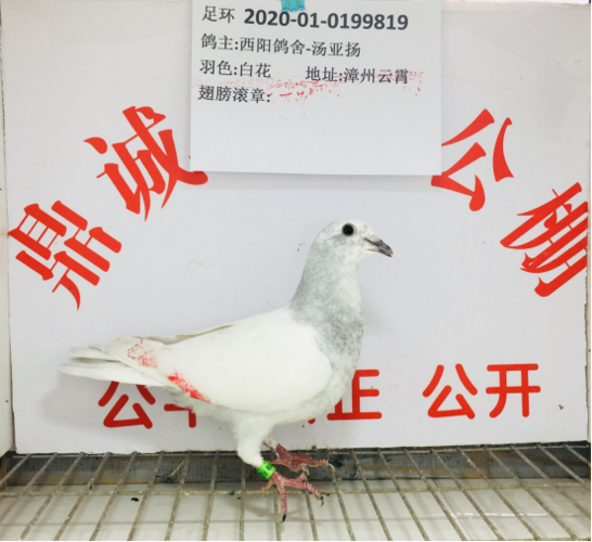 诚鼎公棚重要公告图标