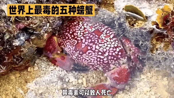 毒分为哪几种?图标