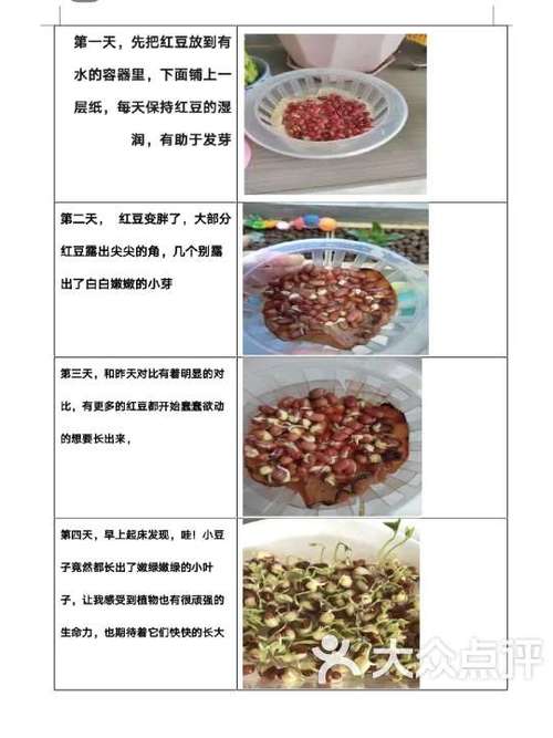 红豆怎么生长过程截图