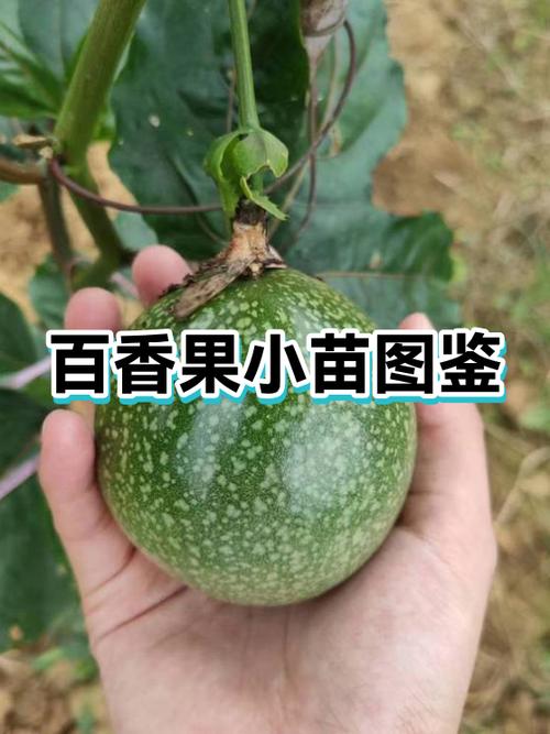 百香果有几种品种图片图标