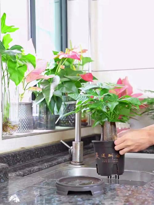 万宝绿净化宝好用吗图标