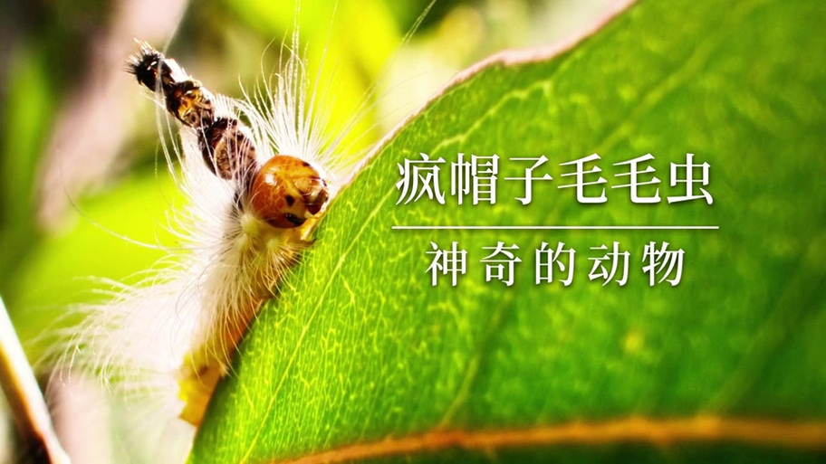 外星毛毛虫入侵地球游戏图标
