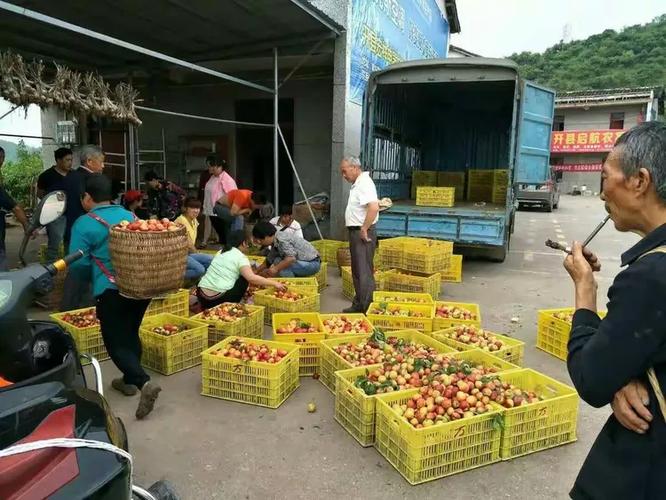 开州水果批发市场在哪里