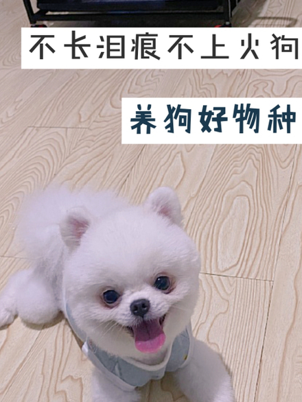 养狗需要准备什么图标