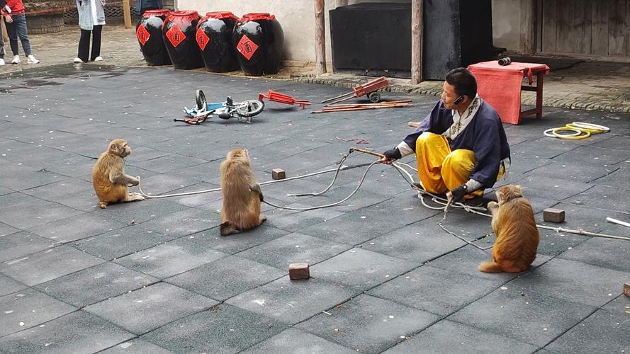 耍猴视频搞笑图标