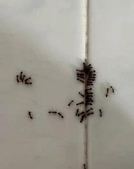 家里为什么有蚂蚁图标