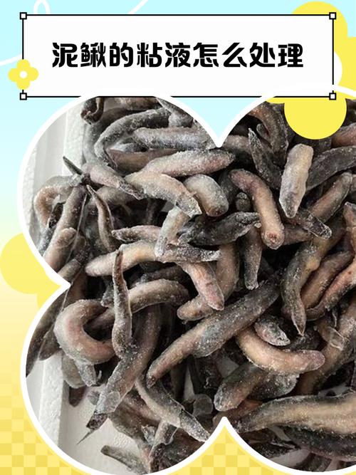 朱紫泥泥鳅的粘液在哪图标