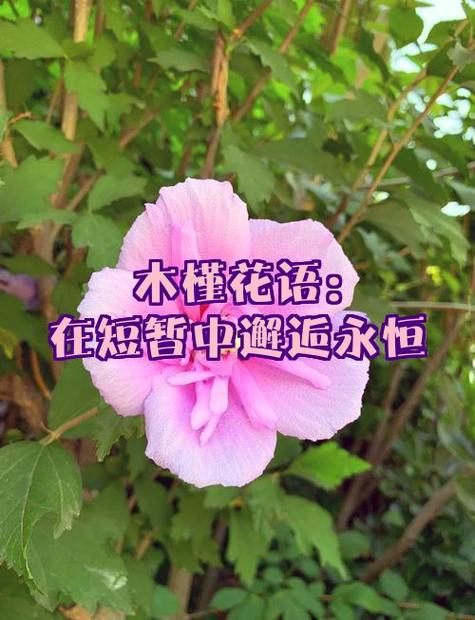 木槿文化截图