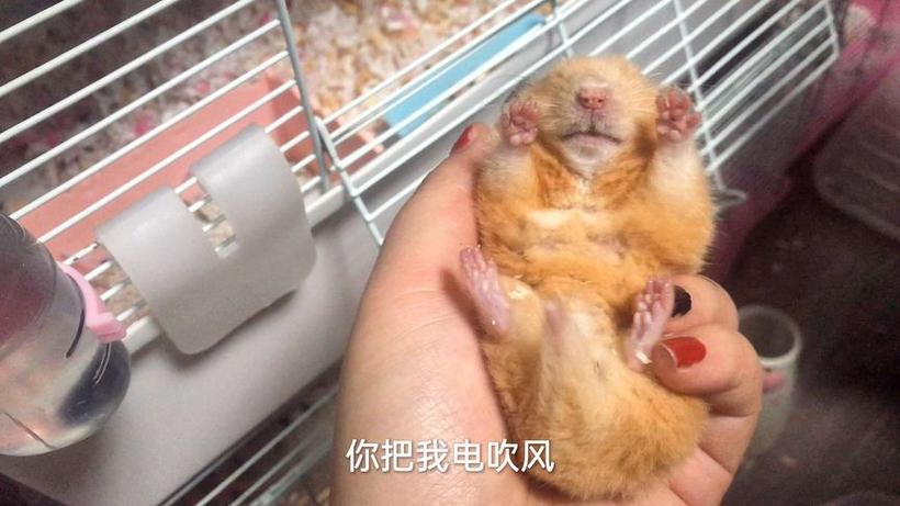 仓鼠冬眠吹风机吹多久图标