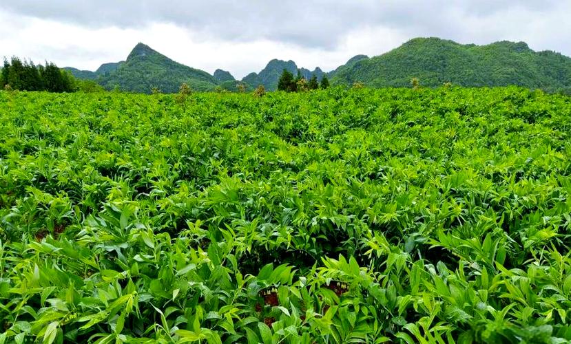 药材种植项目哪种最好图标