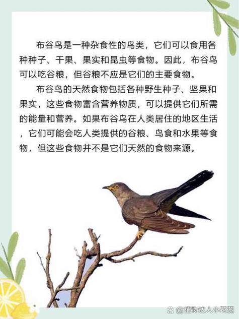 小鸟怎么吃东西截图