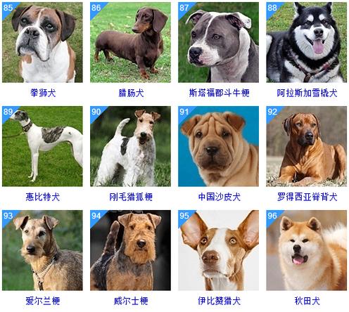 霸气大型犬名字大全图标