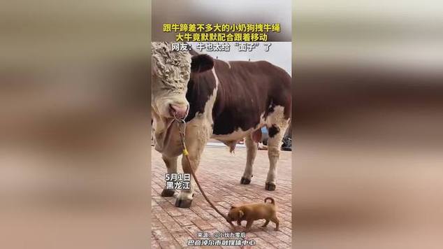 大牛全部免费观看视频图标