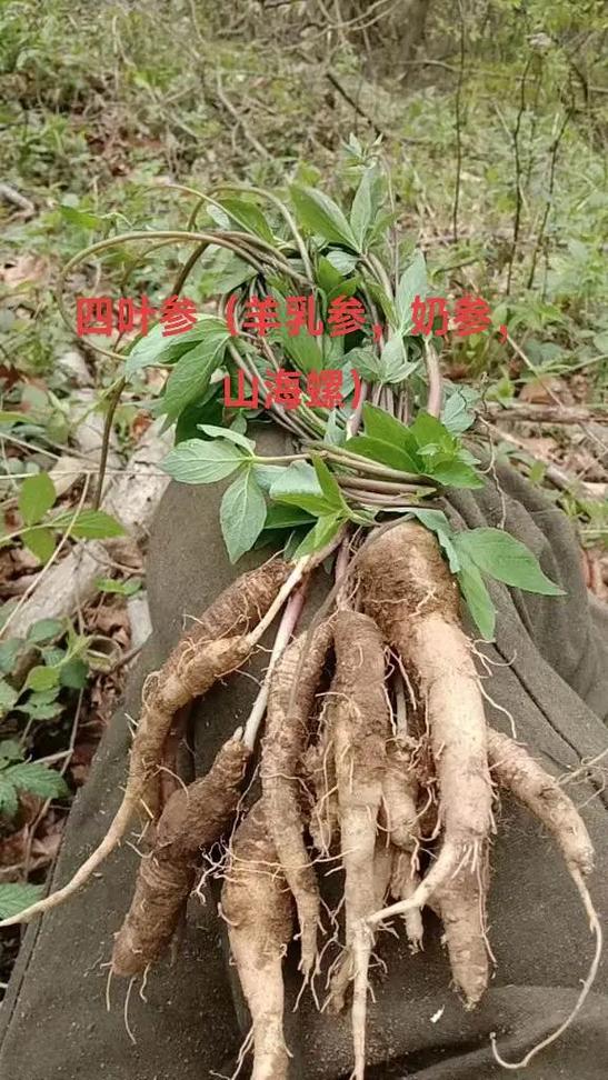 山海螺的功效与作用图标