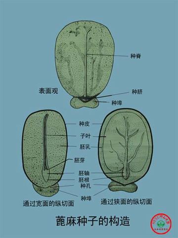 种子包含哪些结构图标