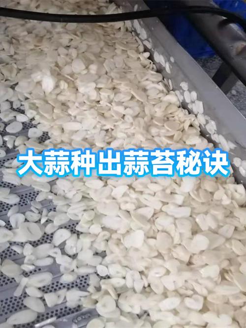 蒜苔怎么播种种子图标