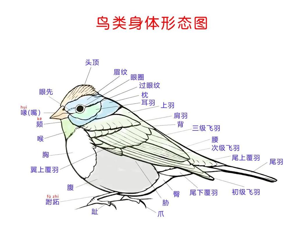 百灵鸟开挂框架怎么用图标