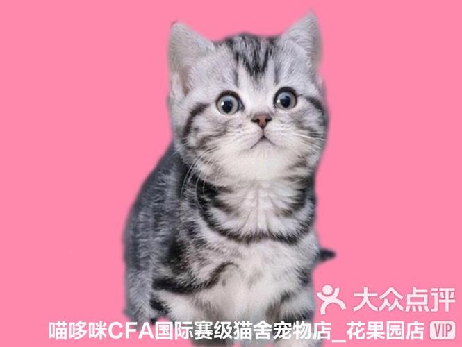爱喵喵宠物店图标