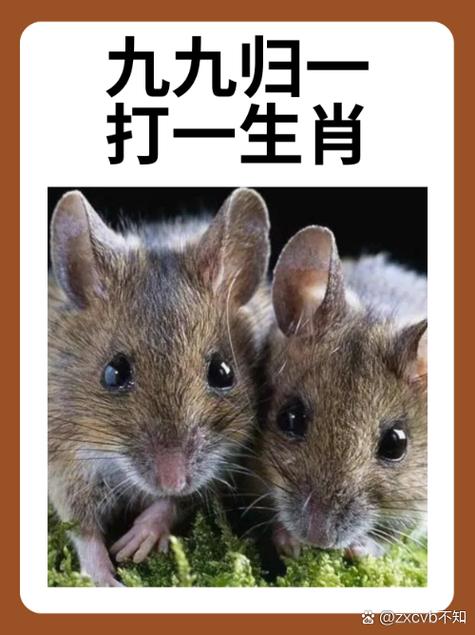 九打是什么生肖截图