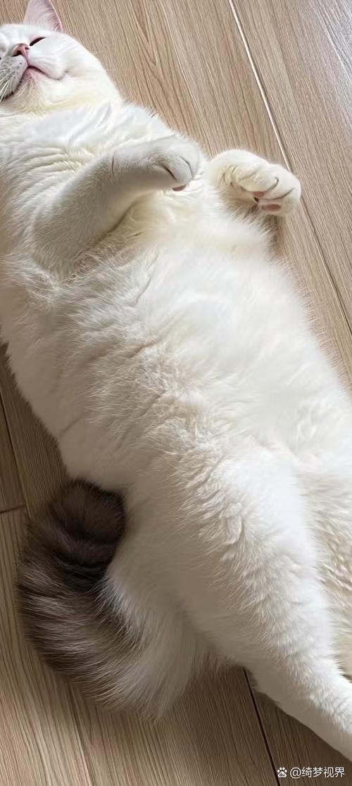 猫咪ios图标