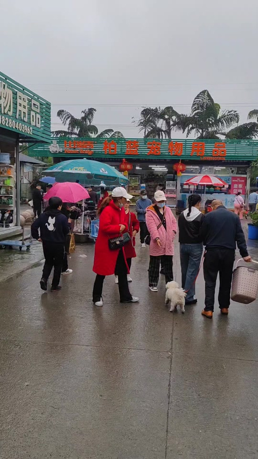 温江宠物市场赶场时间截图