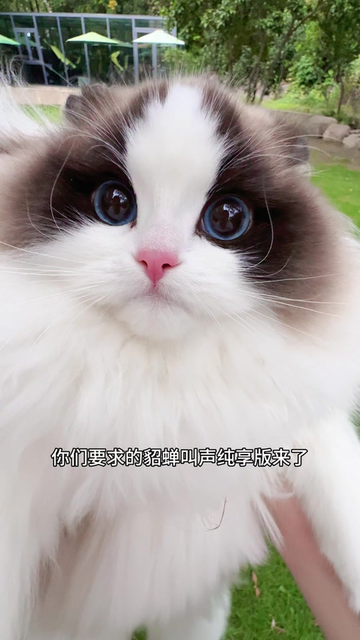 抖音很火的那只猫猫叫什么图标