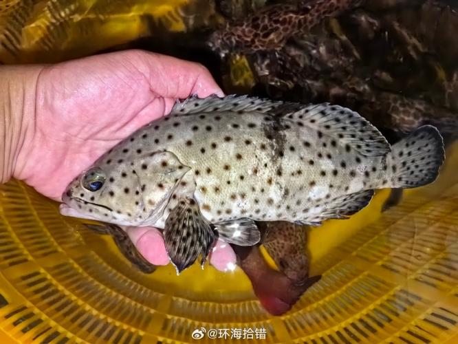 如何防止鱼身上长黑斑图标