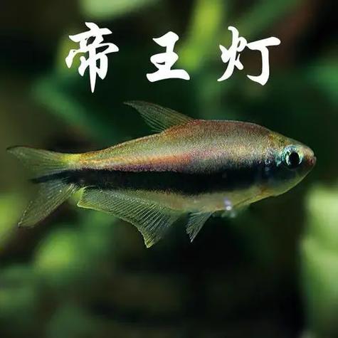 观赏鱼批发图标