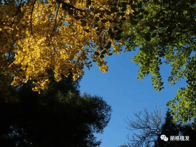 砍树就能掉星星的地图