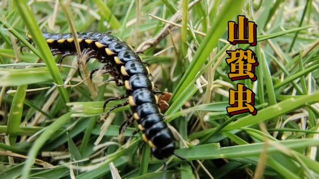 山蛩虫毒性截图