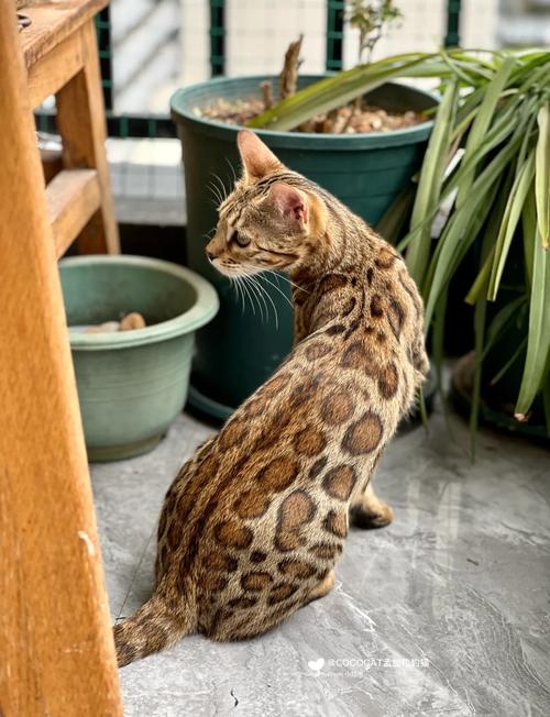 豹猫最喜欢闻什么气味图标