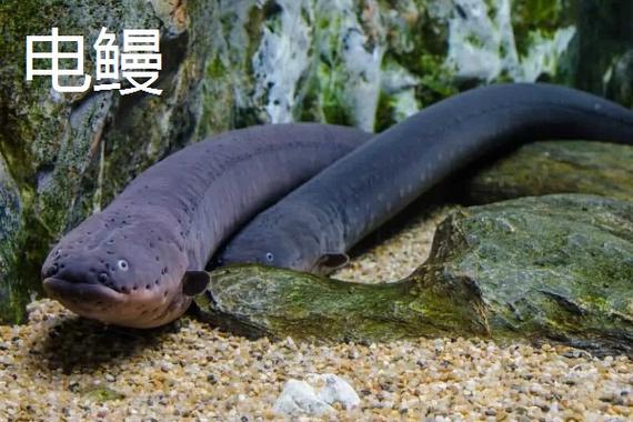 电鳗vs巨骨舌鱼图标