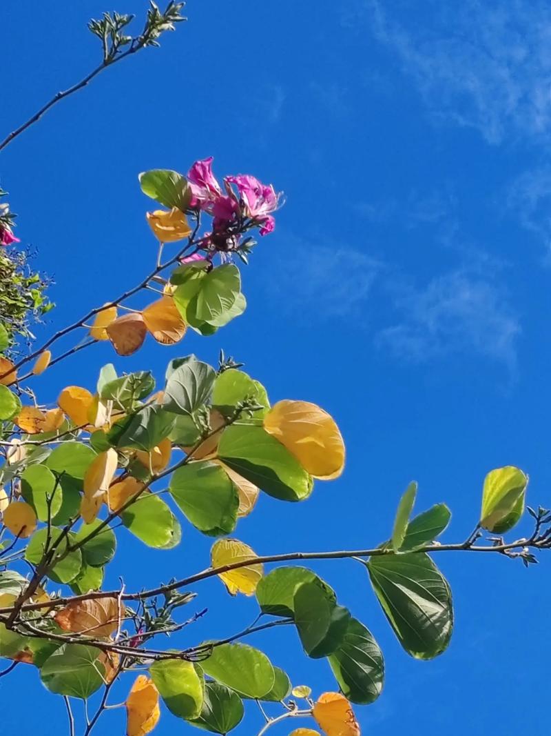 春花对什么秋花对什么图标