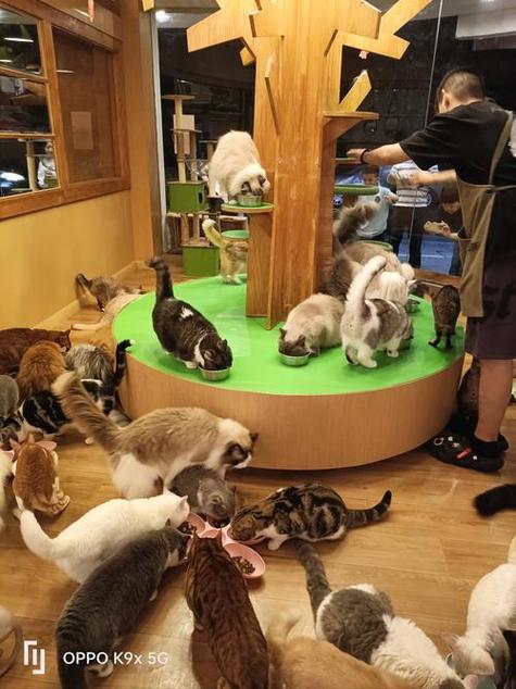 猫咪安卓版缩略图
