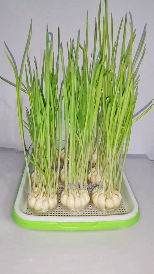 蒜黄的种植图标