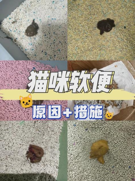 猫咪有点拉稀怎么办图标