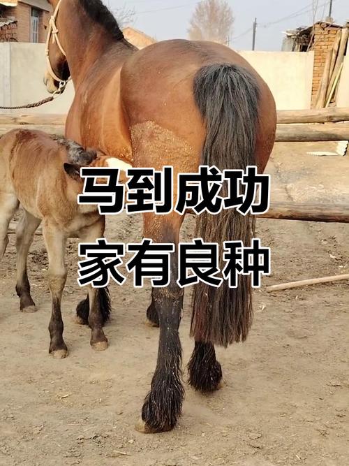 骡子配马