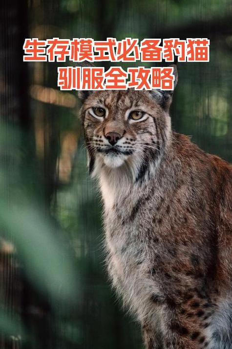 怎么驯服豹猫图标