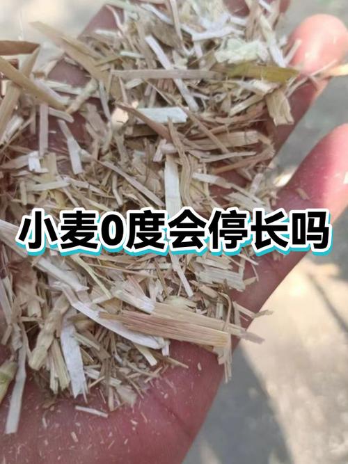 气温多少度小麦停止生长截图