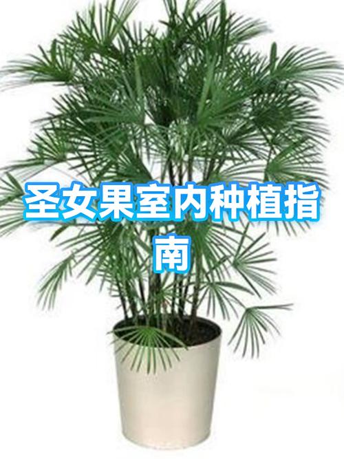 圣女果软了还能吃吗?图标