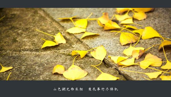银杏什么时候黄图标