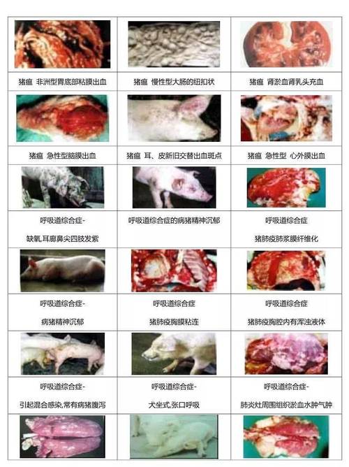三十二种常见的猪病图片游戏截图