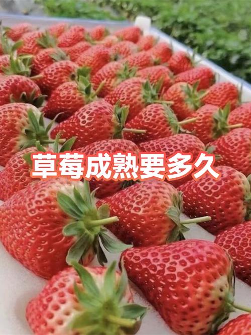 草莓转赚钱图标
