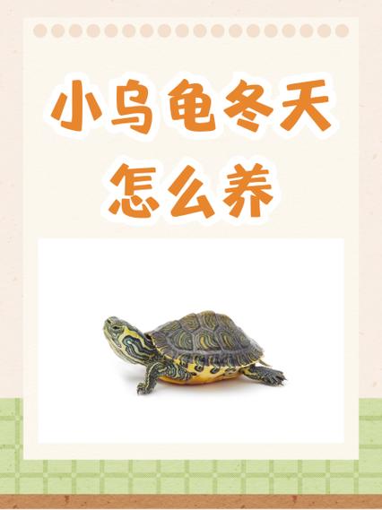 怎么养乌龟图标