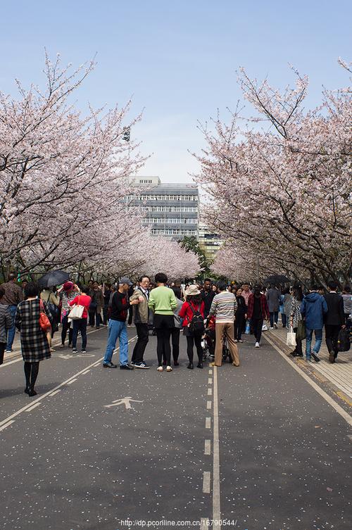 樱花校园日本版下载安装截图