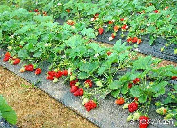 草莓园可以边摘边吃吗图标