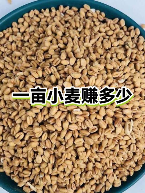 一亩小麦成本与利润图标
