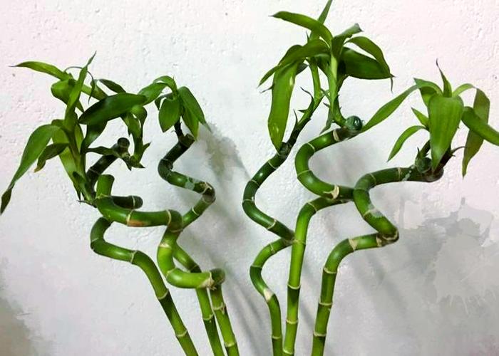 转运竹的养殖方法和注意事项图标
