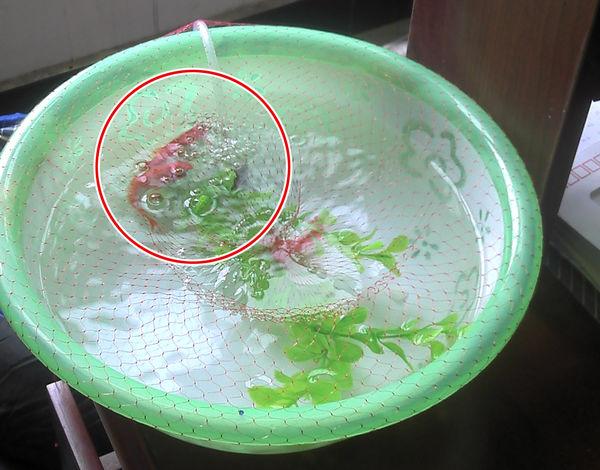 锦鲤突然跳缸的原因图标